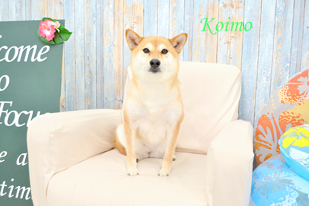 2020.8.4ご利用の柴犬のこいもちゃん