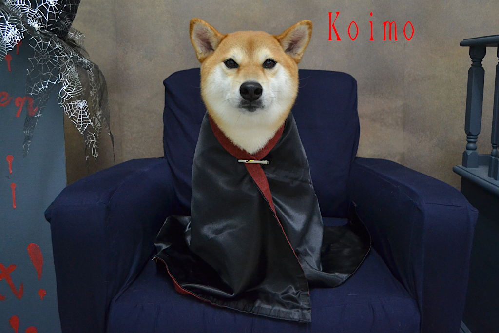 2020.10.2ご利用の柴犬のこいもちゃん