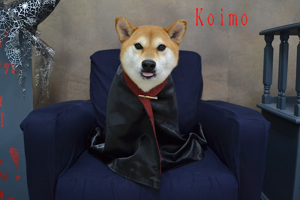2020.10.2ご利用の柴犬のこいもちゃん
