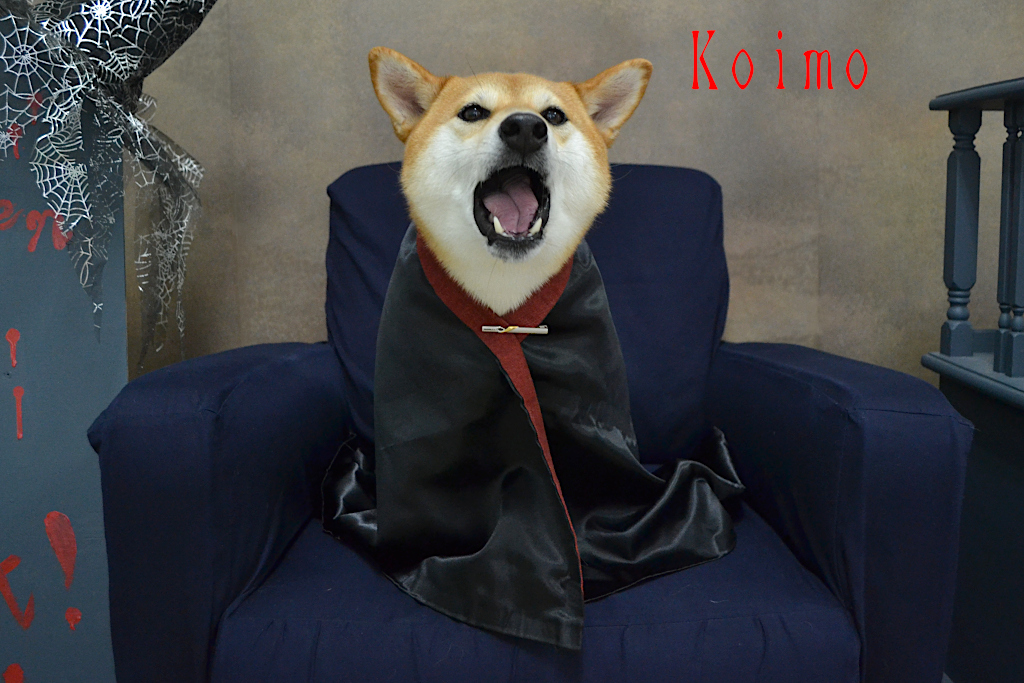 2020.10.2ご利用の柴犬のこいもちゃん