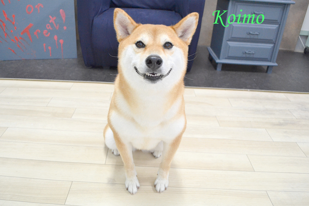 2020.10.2ご利用の柴犬のこいもちゃん
