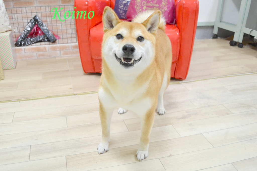 2020.12.2ご利用の柴犬のこいもちゃん