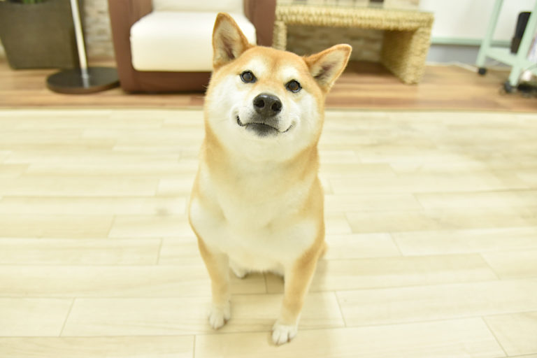 2021.6.10ご利用の柴犬のこいもちゃん